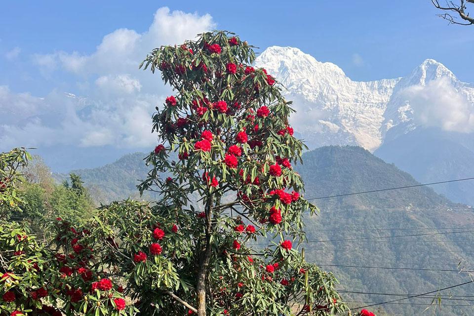Nepal Culture & Scenic Tour - Marron Treks